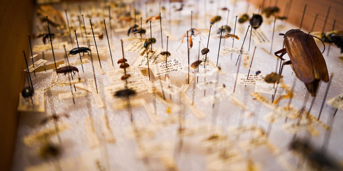 How to Start Your Own Insect Collection — Le Naturaliste