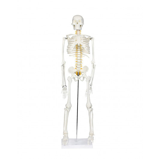 HUMAN SKELETON MODEL WITH NERVES 85CM — Le Naturaliste, Sciences et Nature